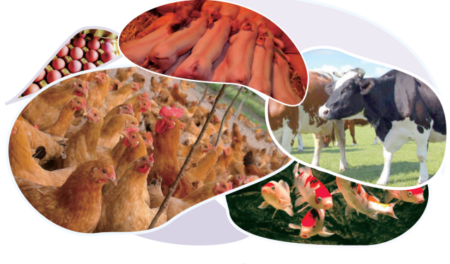 YEAST SELENIUM (Feed Grade Yeast) | Shandong Xi-Nuo Bio-Pharmaceutical Co.